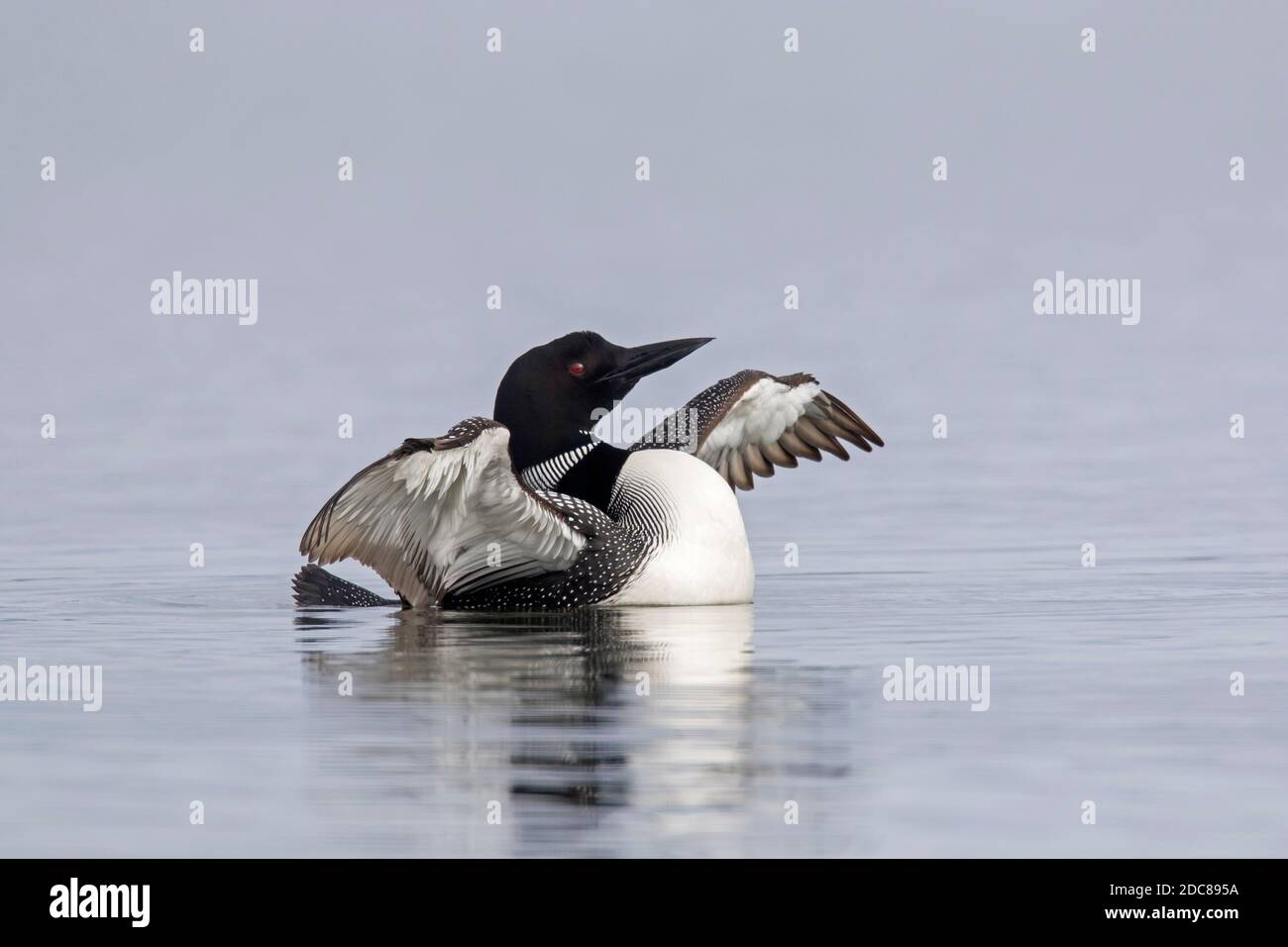 Common loon / great northern diver (Gavia immer) in breeding plumage ...