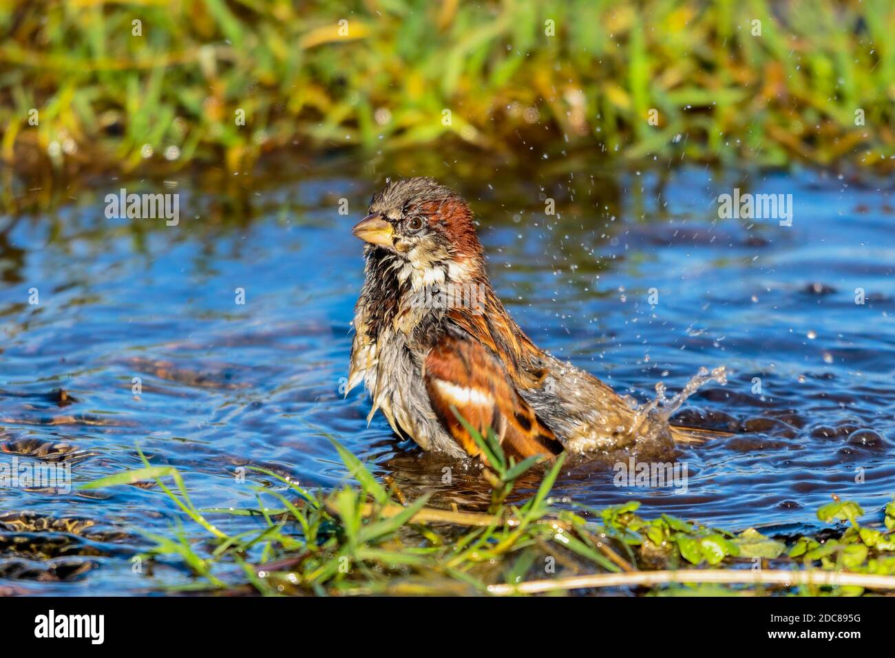 House sparrow bathing in a natural puddle in mid Wales Stock Photo - Alamy