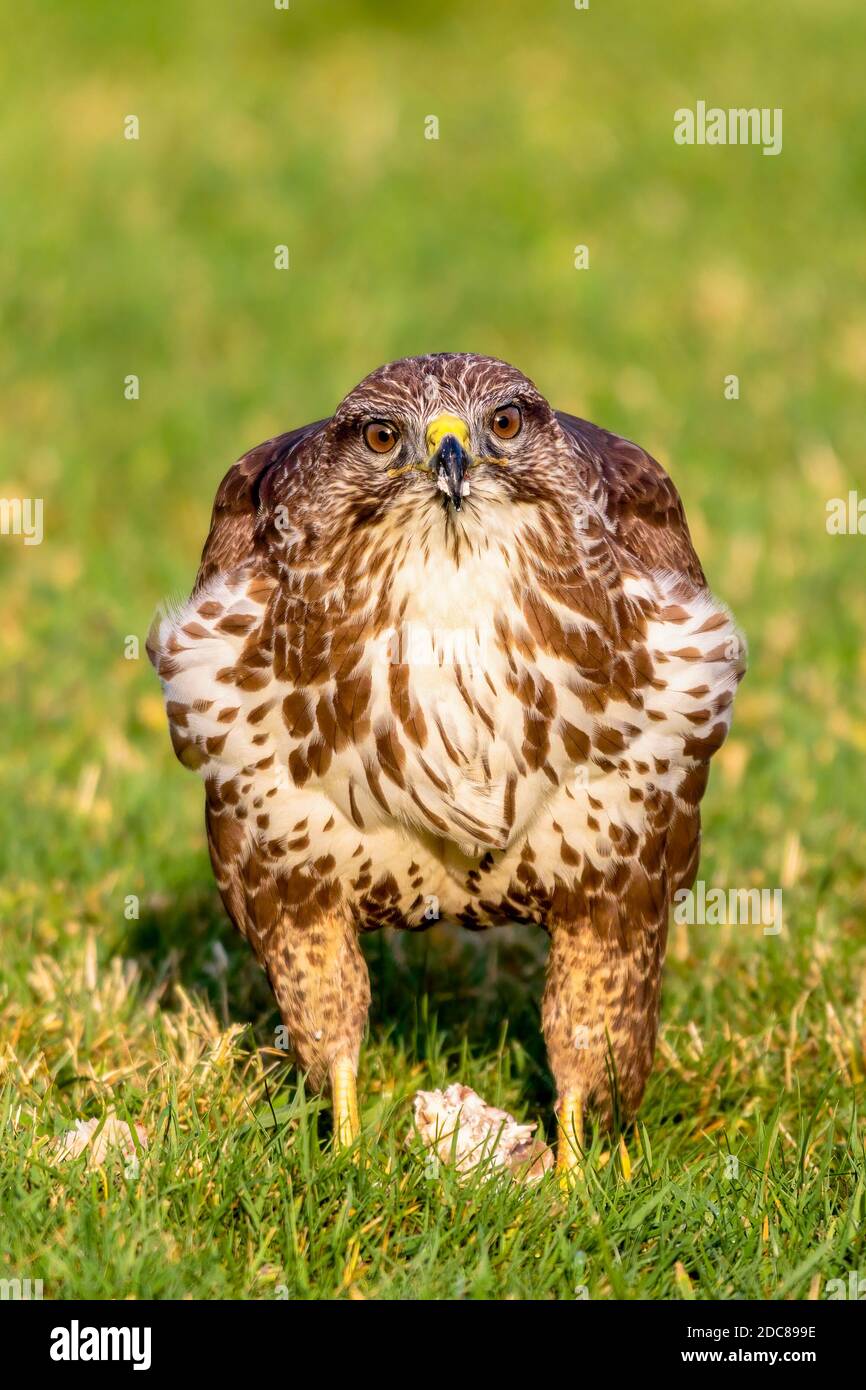 Common buzzard in mid Wales Stock Photo - Alamy