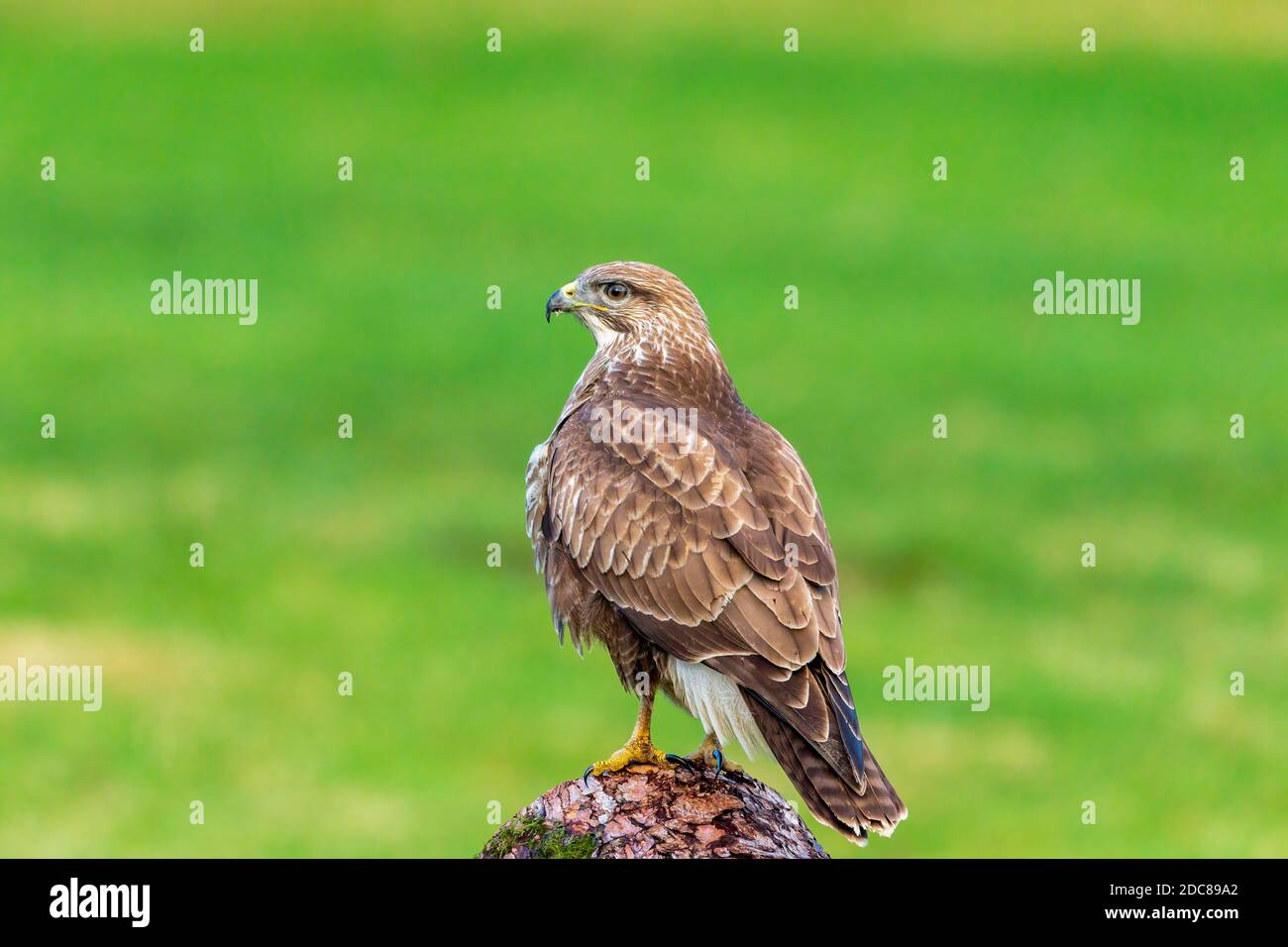 Common buzzard in mid Wales Stock Photo - Alamy