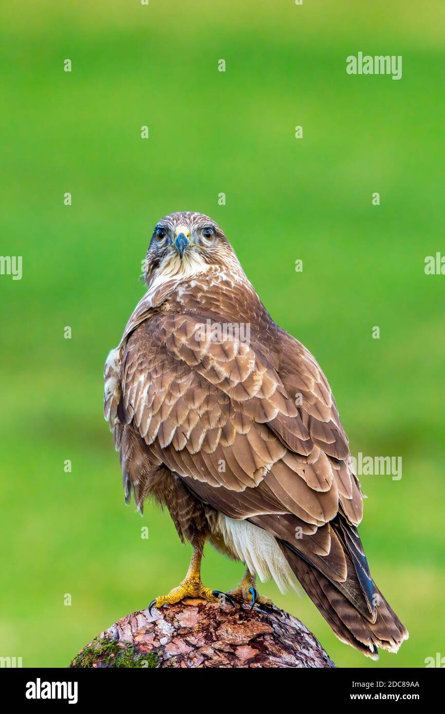 Common buzzard in mid Wales Stock Photo - Alamy