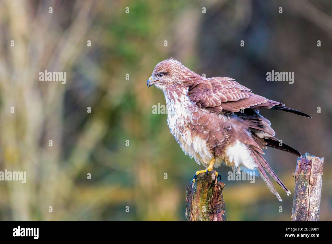 Pale autumn sunshine hi-res stock photography and images - Alamy