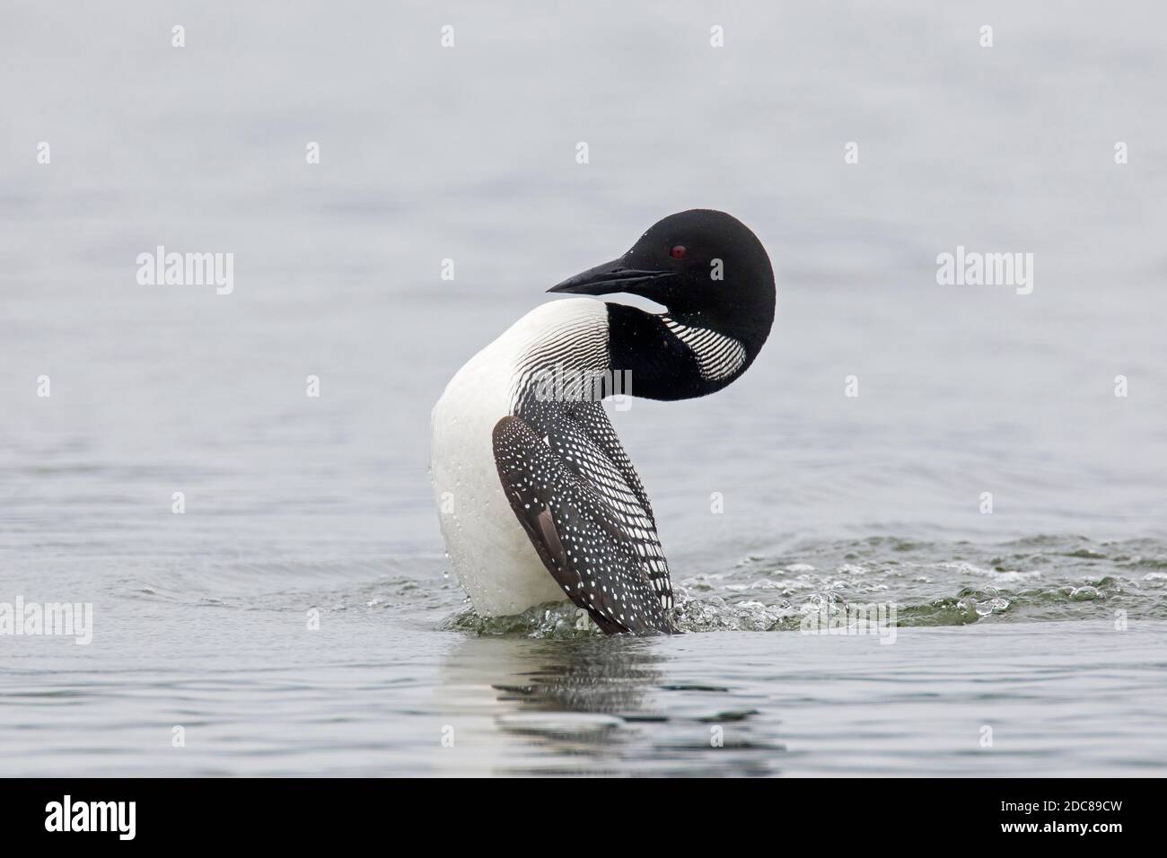 Common loon / great northern diver (Gavia immer) in breeding plumage ...