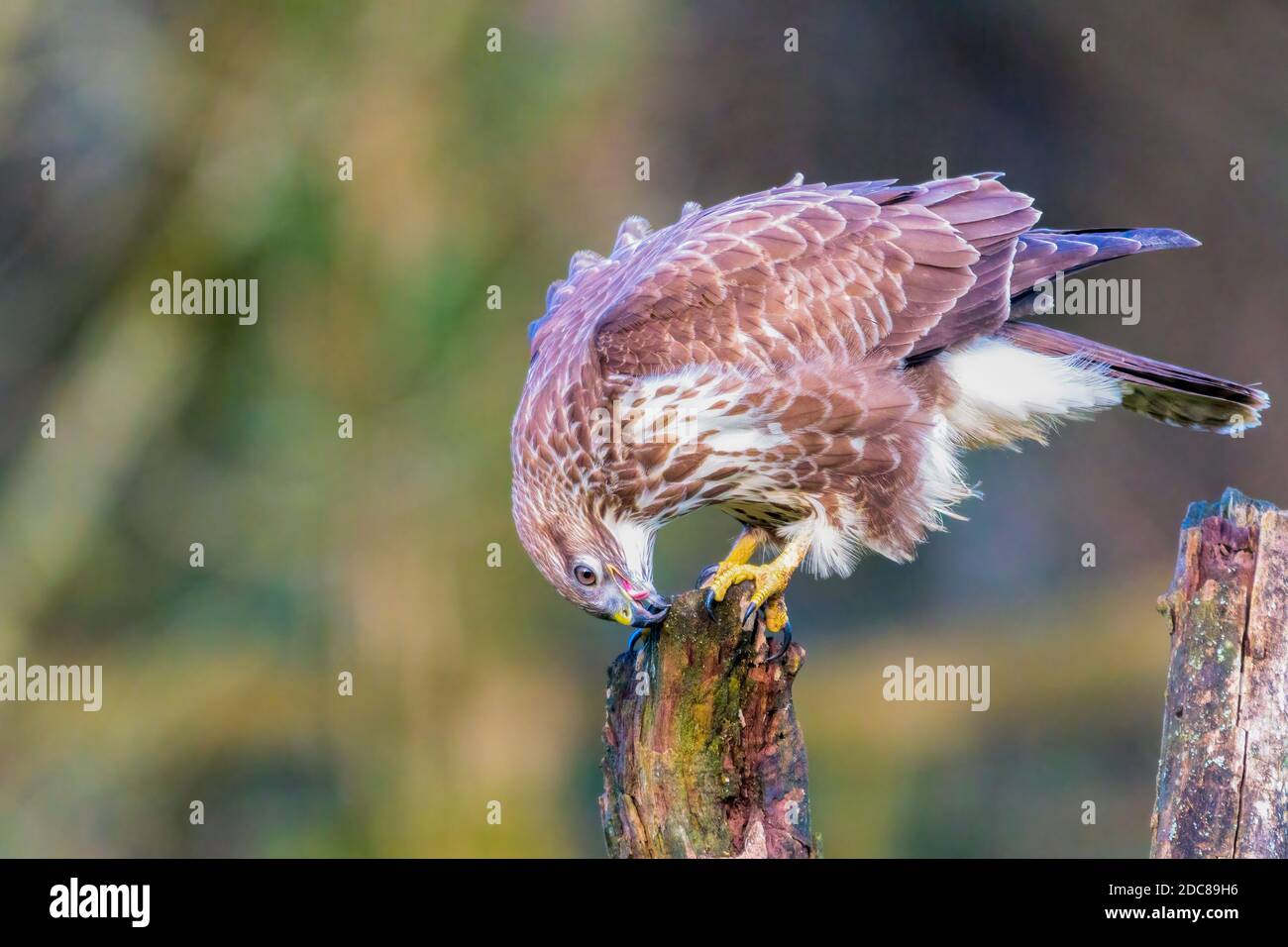Common buzzard cleaning its beak on a tree stump in mid Wales Stock ...