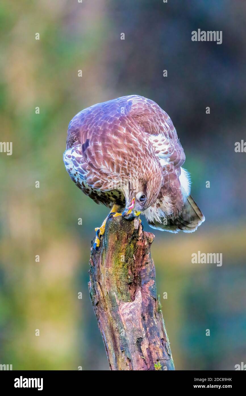 Common buzzard cleaning its beak on a tree stump in mid Wales Stock ...