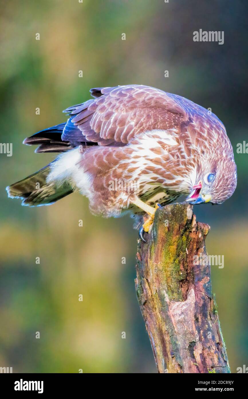 Common buzzard cleaning its beak on a tree stump in mid Wales Stock ...