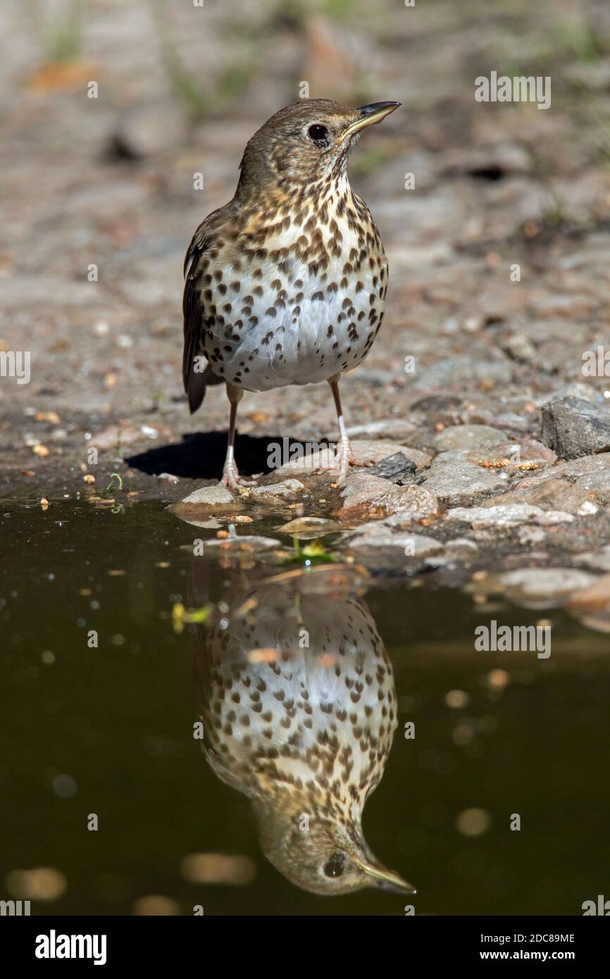Water mirror garden hi-res stock photography and images - Alamy