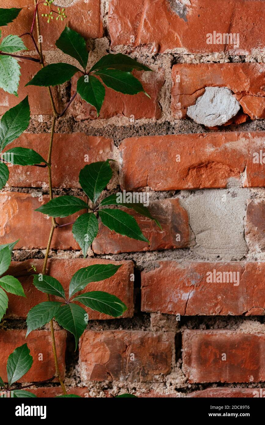 texture of a brick wall with vineyard leaves Stock Photo - Alamy