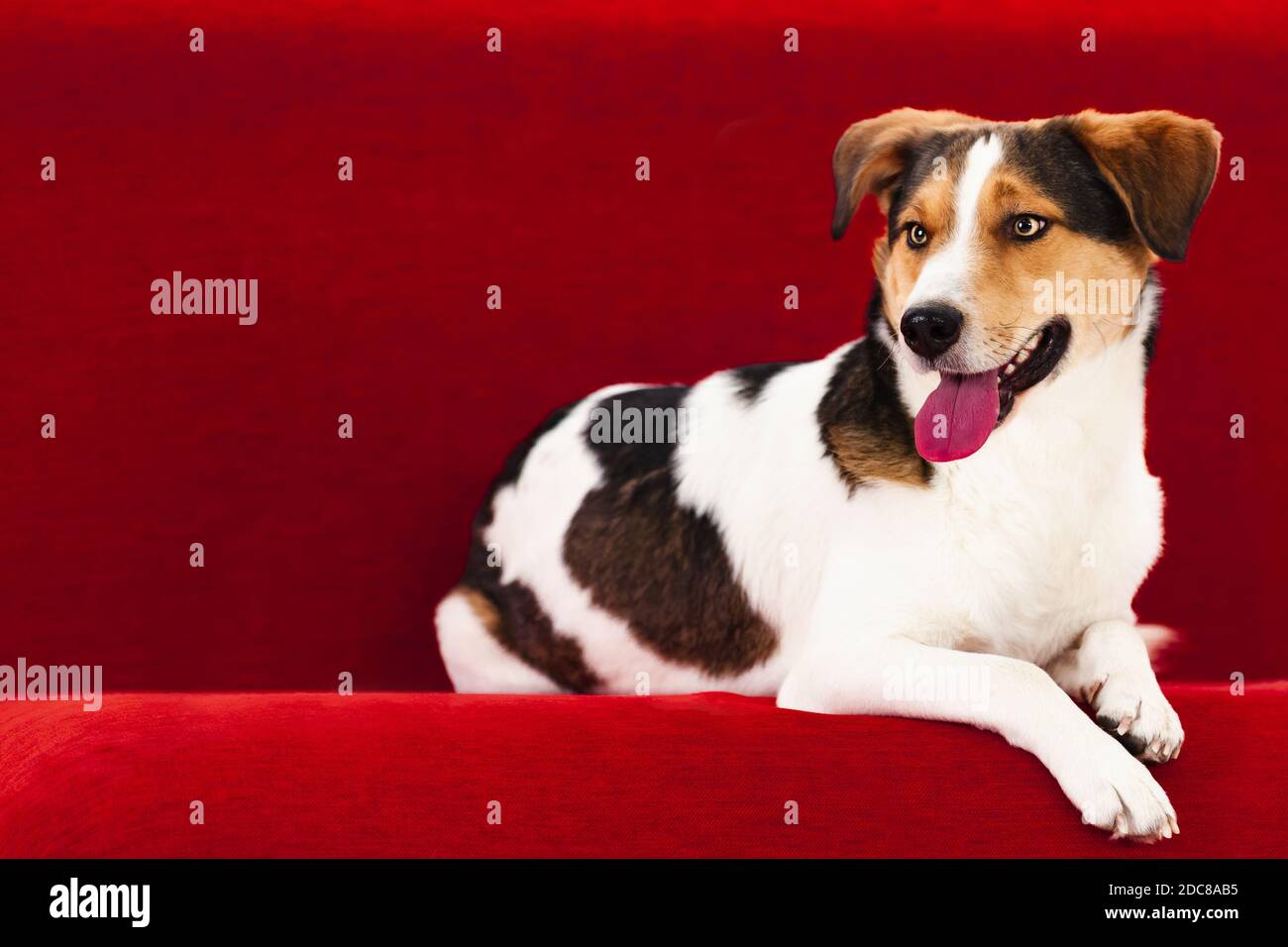 Jack Russell Terrier dog portrait on red sofa Stock Photo - Alamy