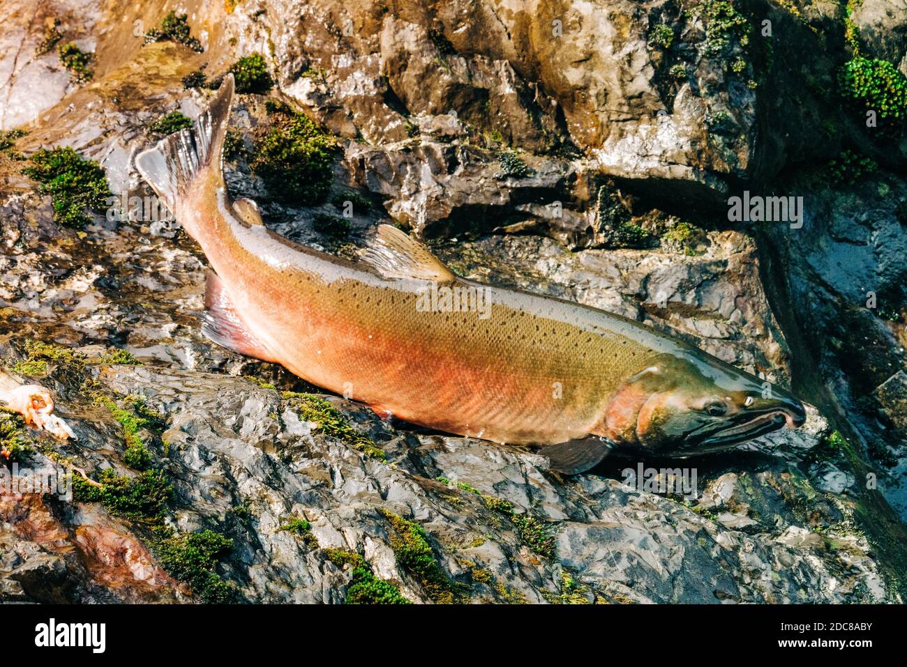 View from above of a Coho Salmon jumping back to the Sol Duc River ...