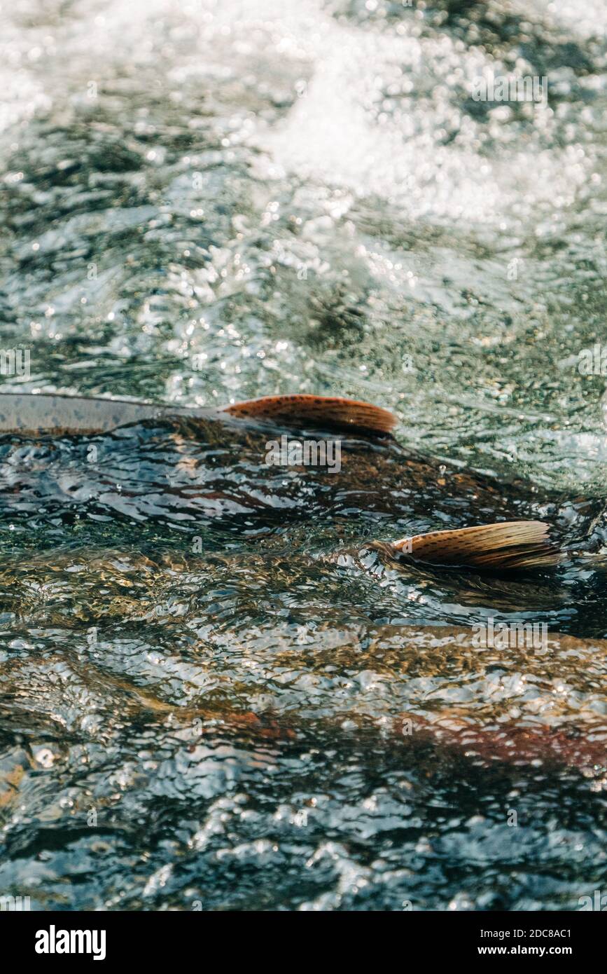 Fish sticking out hi-res stock photography and images - Alamy
