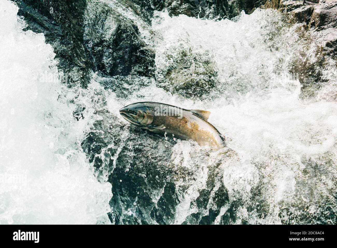 High angle view of a female salmon jumping up a waterfall to spawn ...