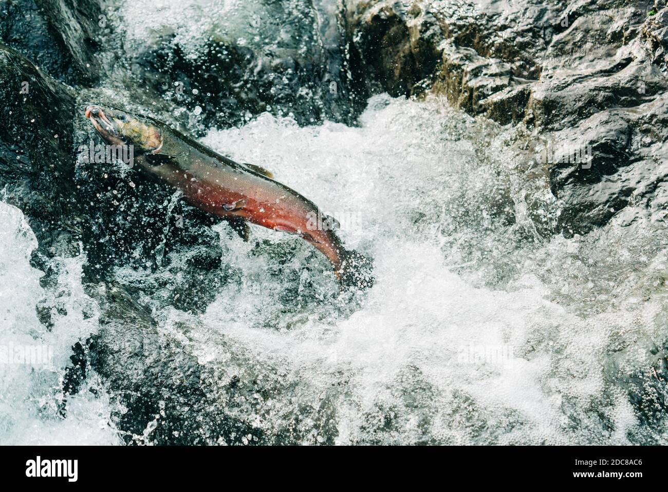 Coho Salmon Jumping