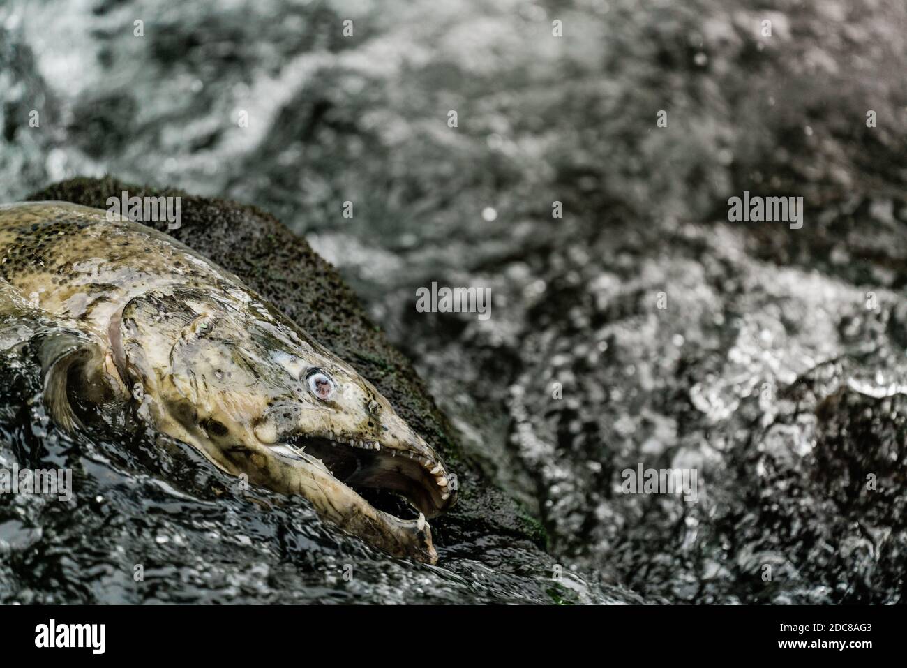 Decaying teeth hi-res stock photography and images - Alamy