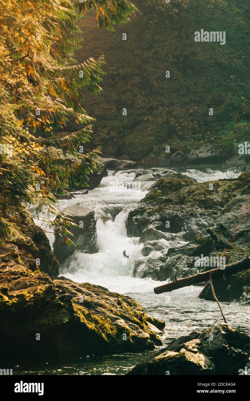 Coho jumping vertical hi-res stock photography and images - Alamy