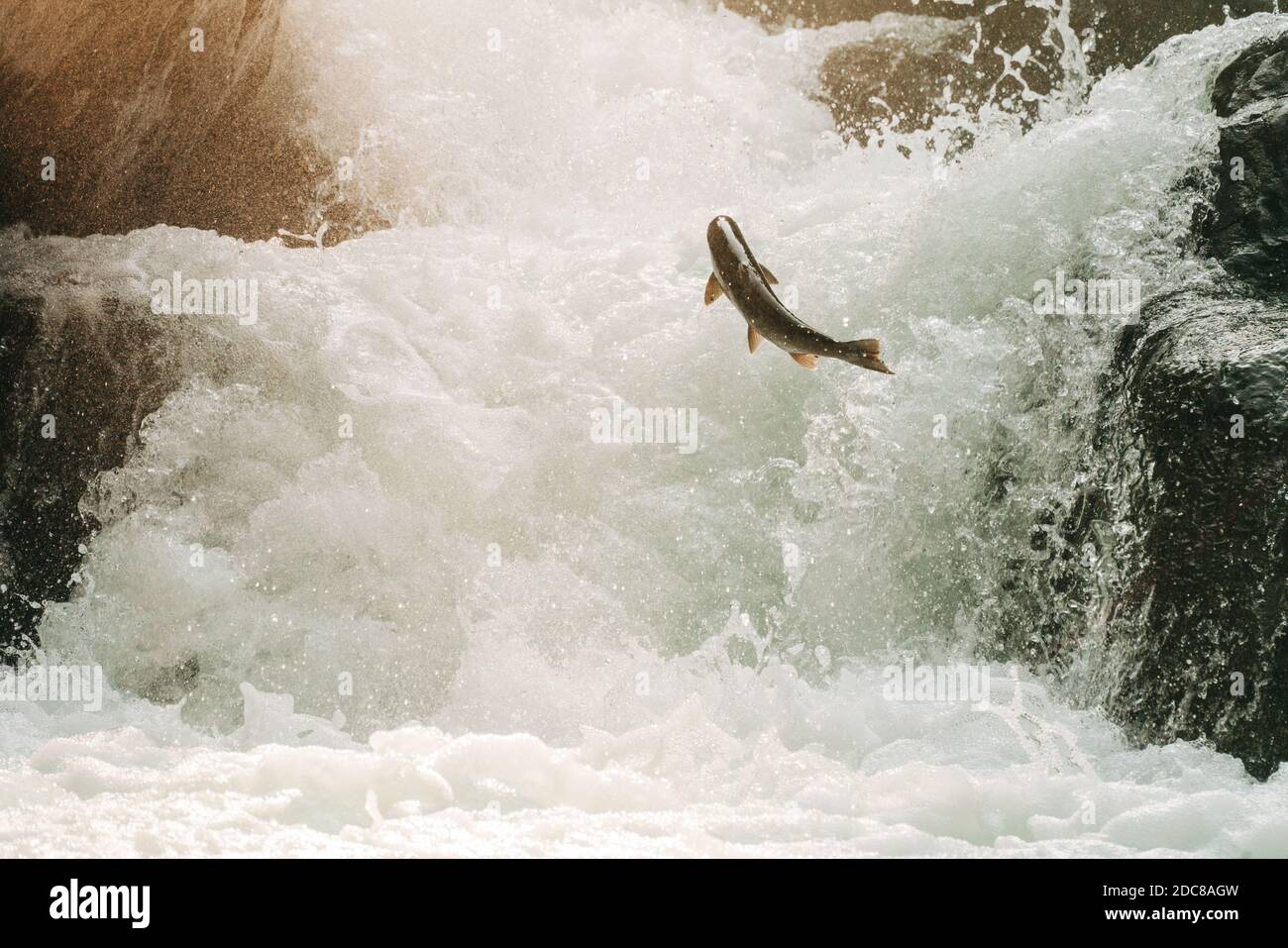 Leaping salmon olympic peninsula hi-res stock photography and images ...