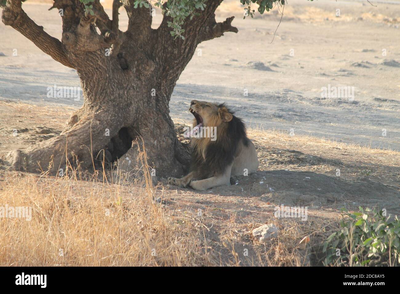 Lion under tree hi-res stock photography and images - Alamy