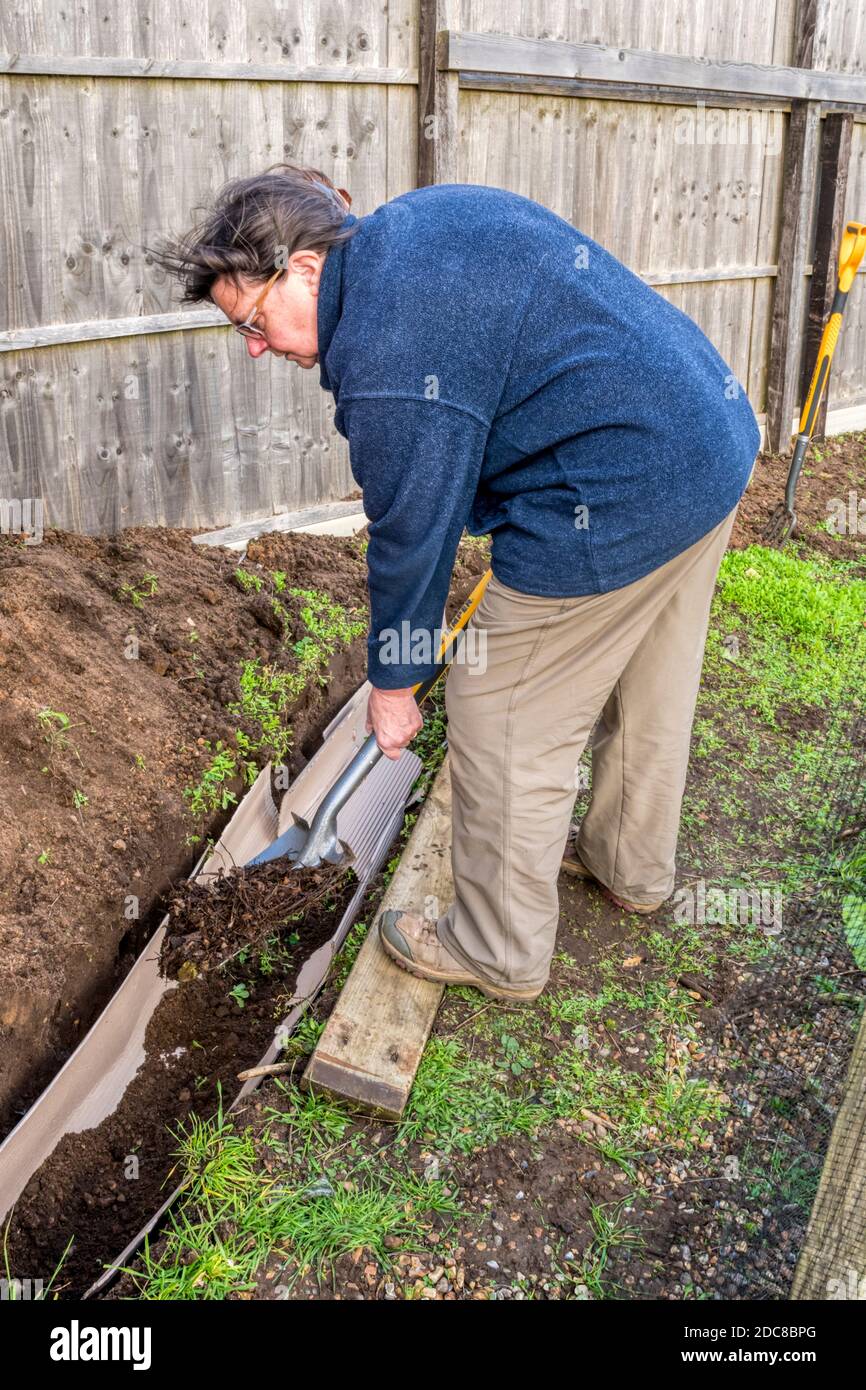 Making a bean trench. Woman putting compost into trench lined with ...