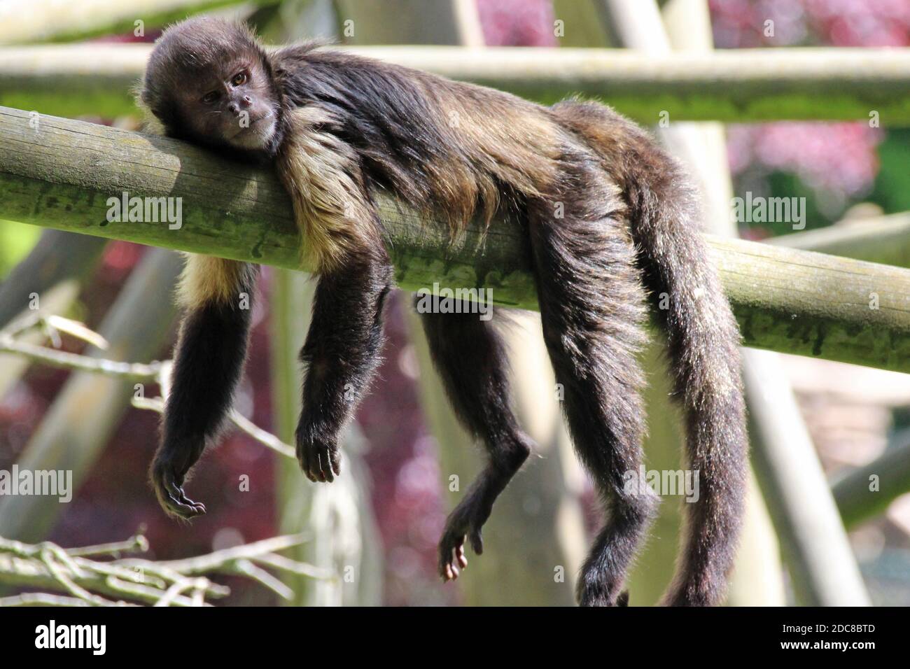 monkey (capuchin) in a zoo in france Stock Photo - Alamy