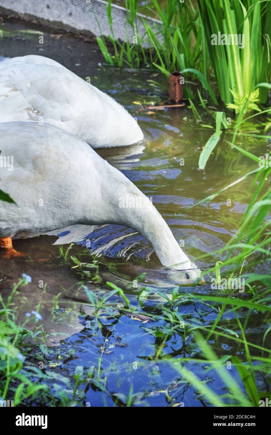Real white geese dip into water at sunny summer heat day Stock Photo ...