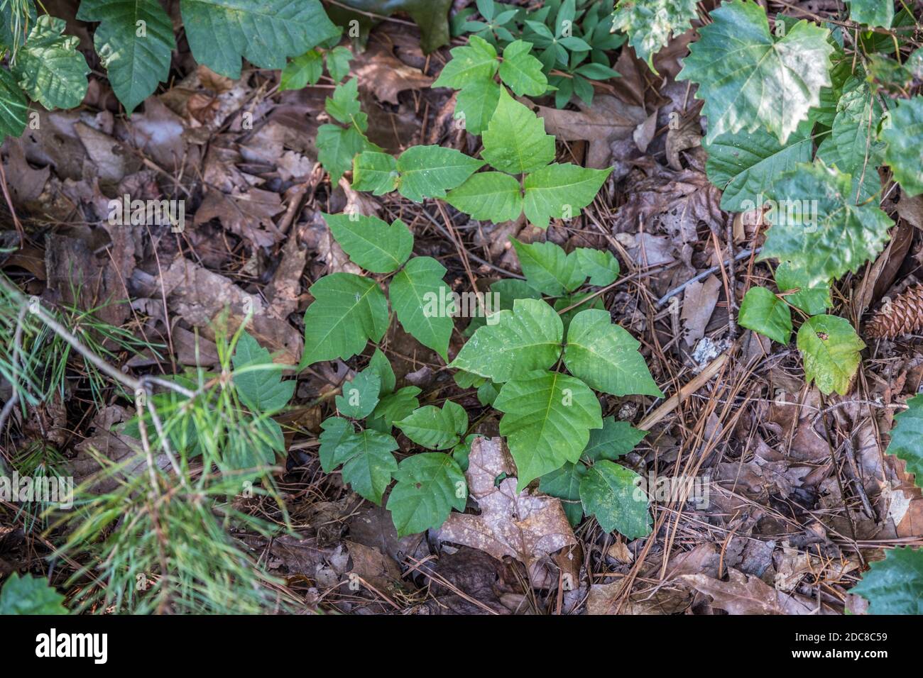 A patch of poison ivy growing on the forest floor along the footpath in ...