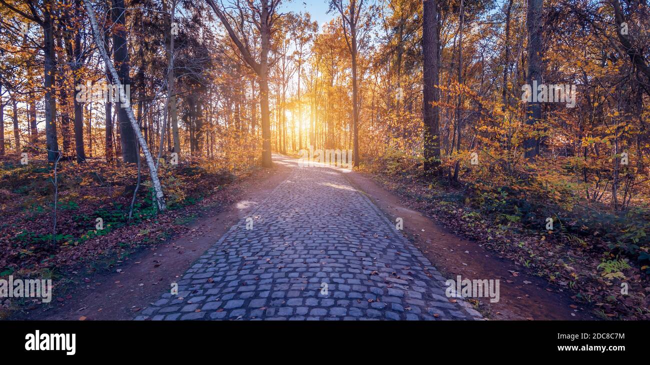 Street through forest hi-res stock photography and images - Alamy