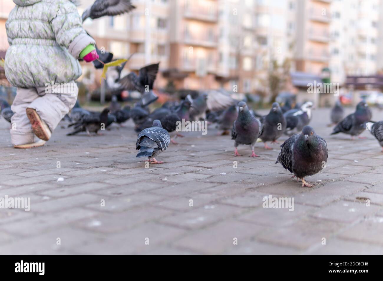 Dove white with gray wild in the park of paving stones,. There are many ...