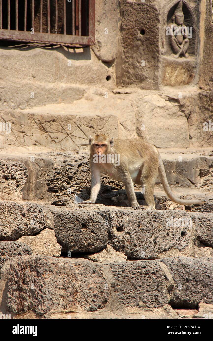 Monkey at ruin hi-res stock photography and images - Alamy