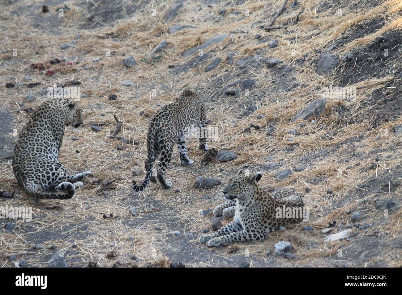 Wild cats hi-res stock photography and images - Alamy