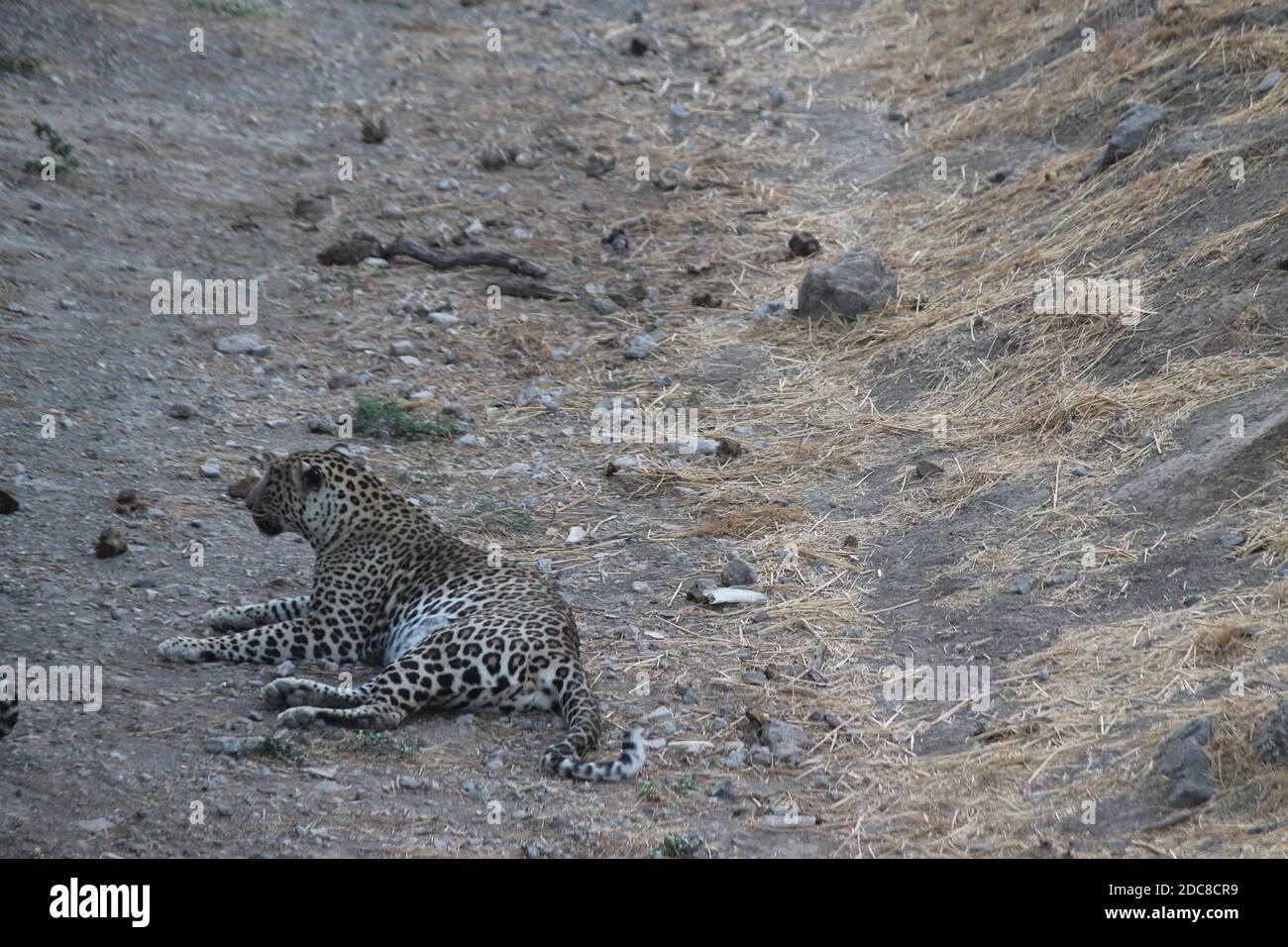 Leopard and deer hi-res stock photography and images - Alamy
