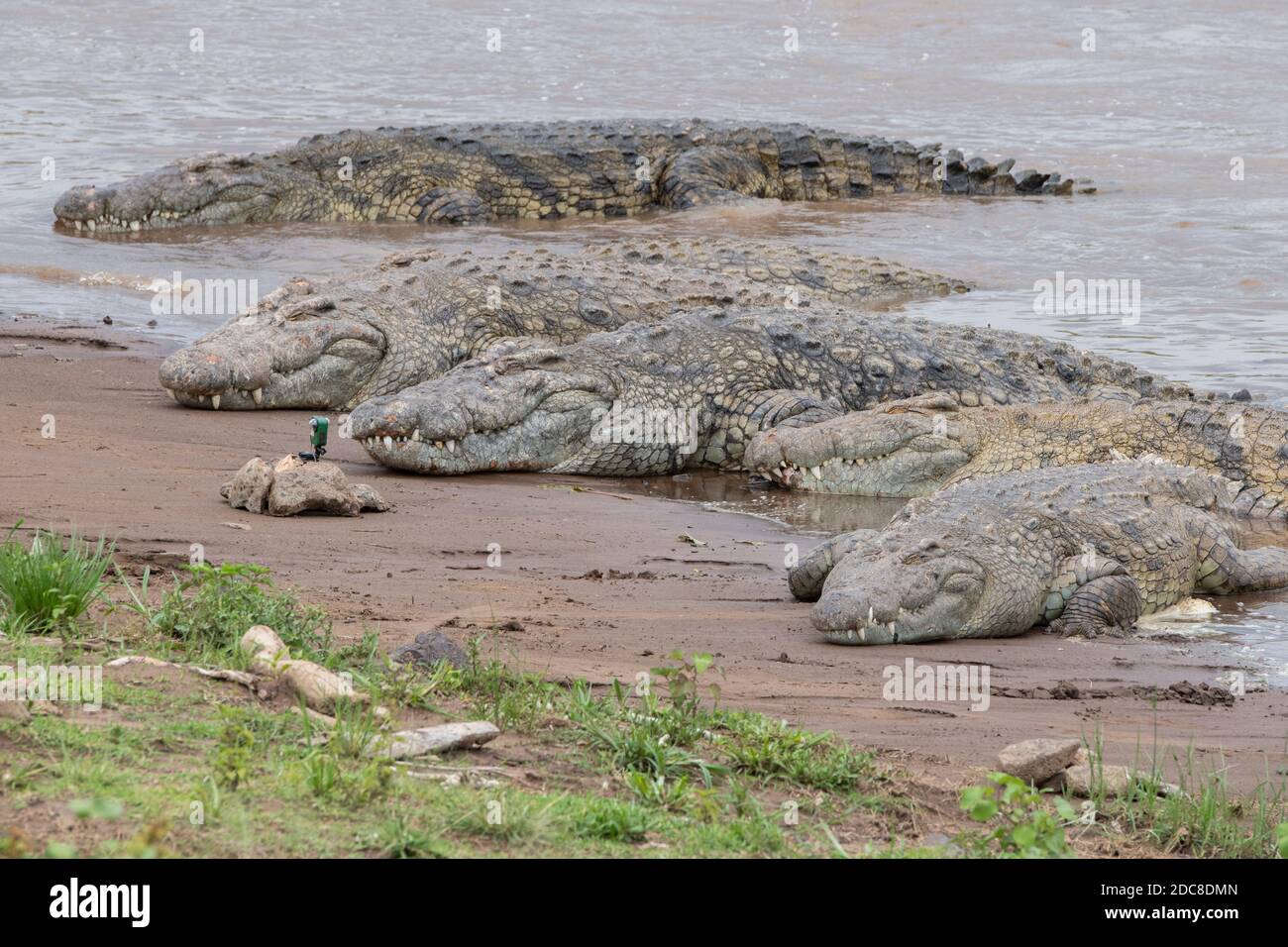 Africa, Kenya, Northern Serengeti Plains, Maasai Mara, Mara River. Nile crocodiles (Crocodylus ...