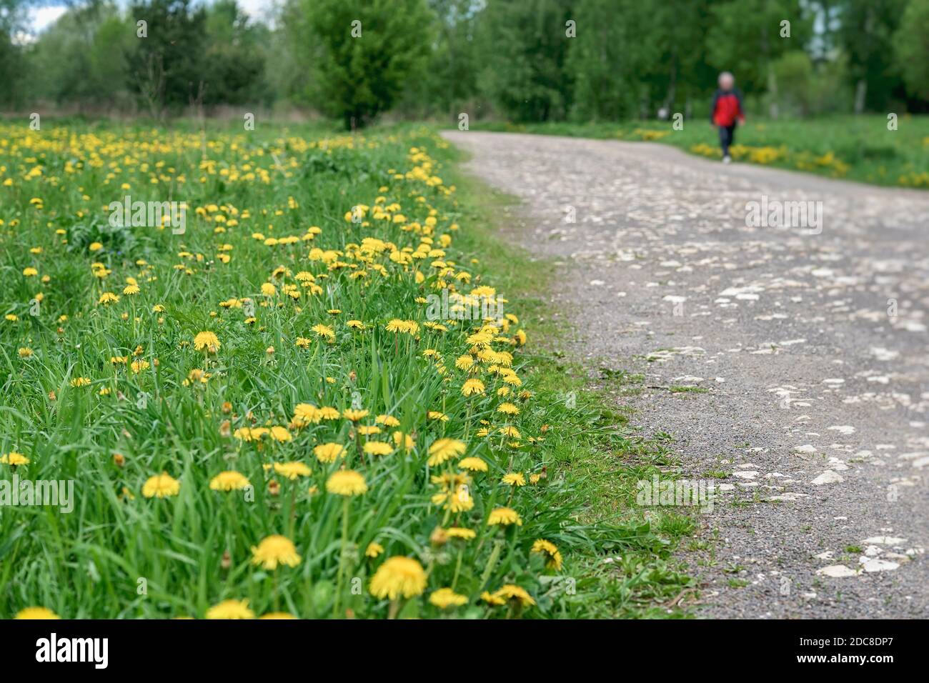 Spring. Dirt road with blooming bright dandelions on the side of the ...