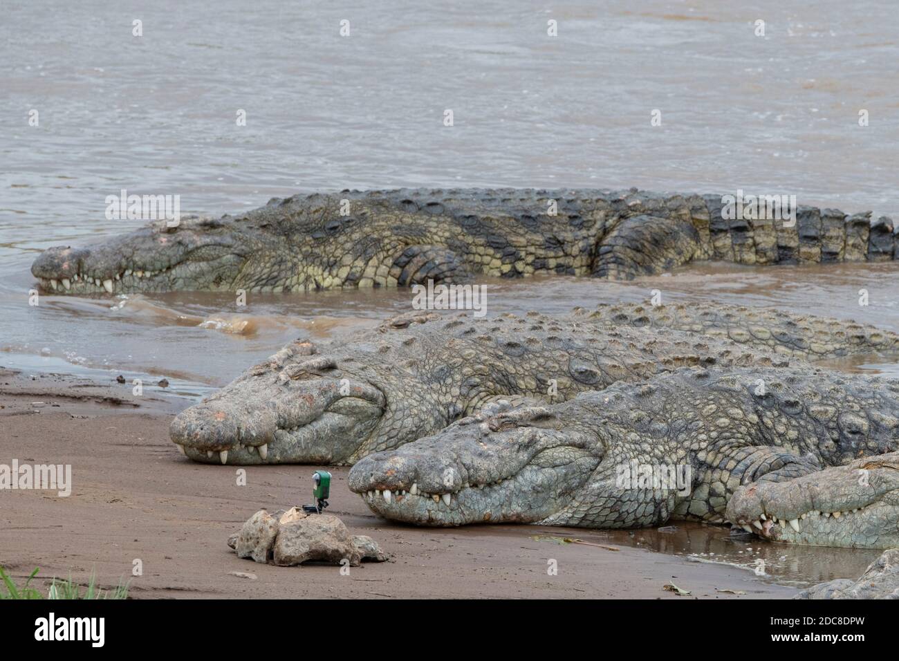 Africa, Kenya, Northern Serengeti Plains, Maasai Mara, Mara River. Nile crocodiles (Crocodylus ...