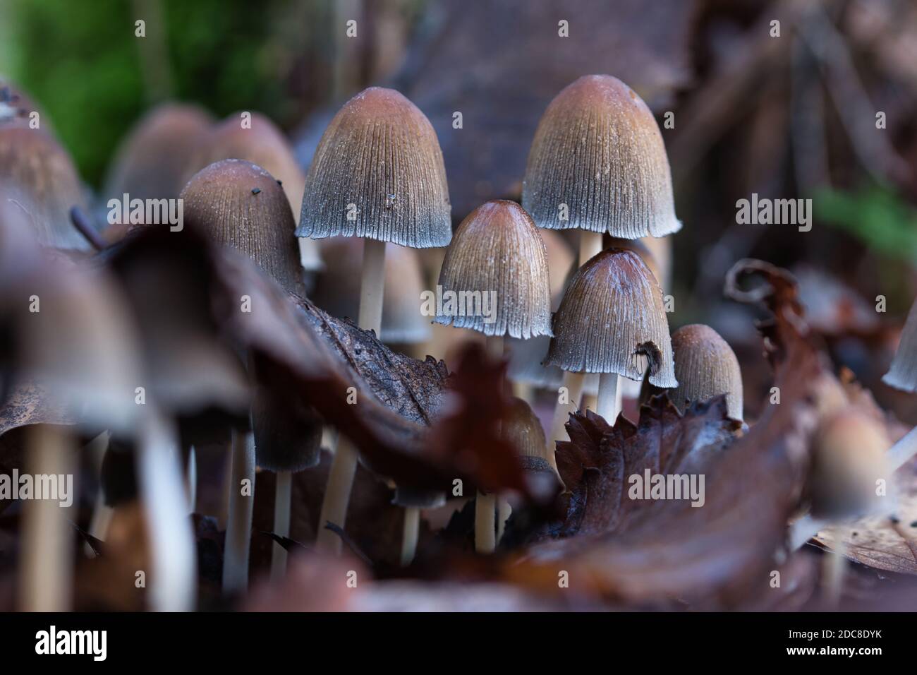 Bell shaped mushroom hi-res stock photography and images - Alamy