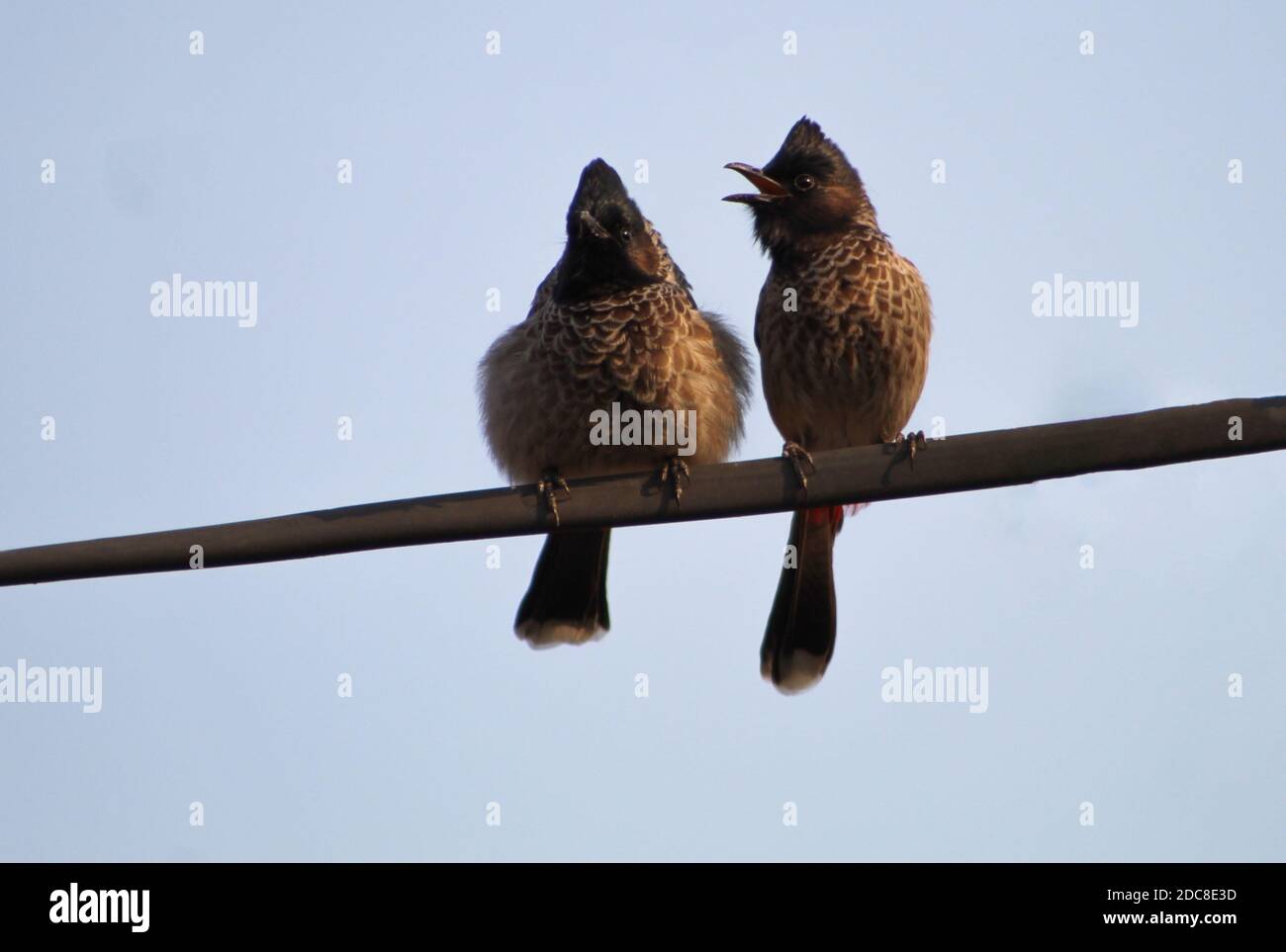 The red-vented bulbul (Pycnonotus cafer) couple sitting on an electric ...