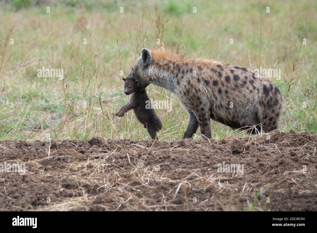 Africa, Kenya, Northern Serengeti Plains, Maasai Mara. Spotted hyena ...