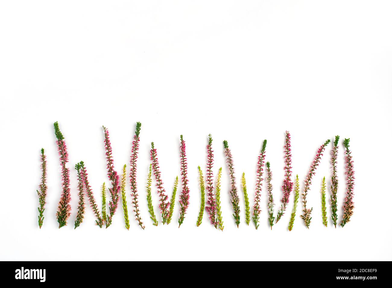 Heather flowers border on a white background. Copy space for text, top ...
