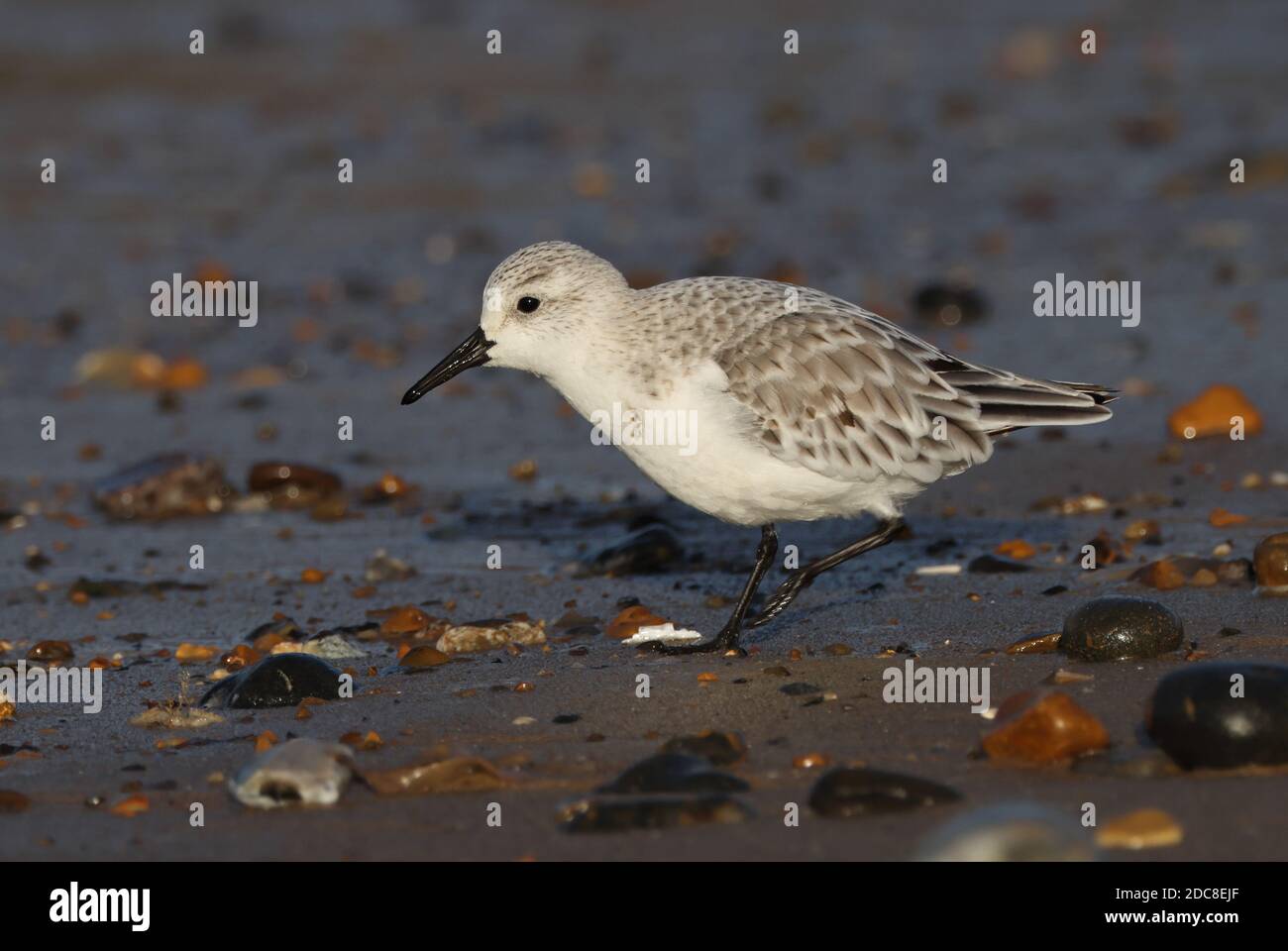 Sanderling (Calidris alba alba) adult running on beach Eccles-on-Sea ...