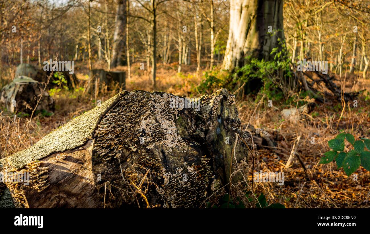 Wood eating fungus hi-res stock photography and images - Alamy