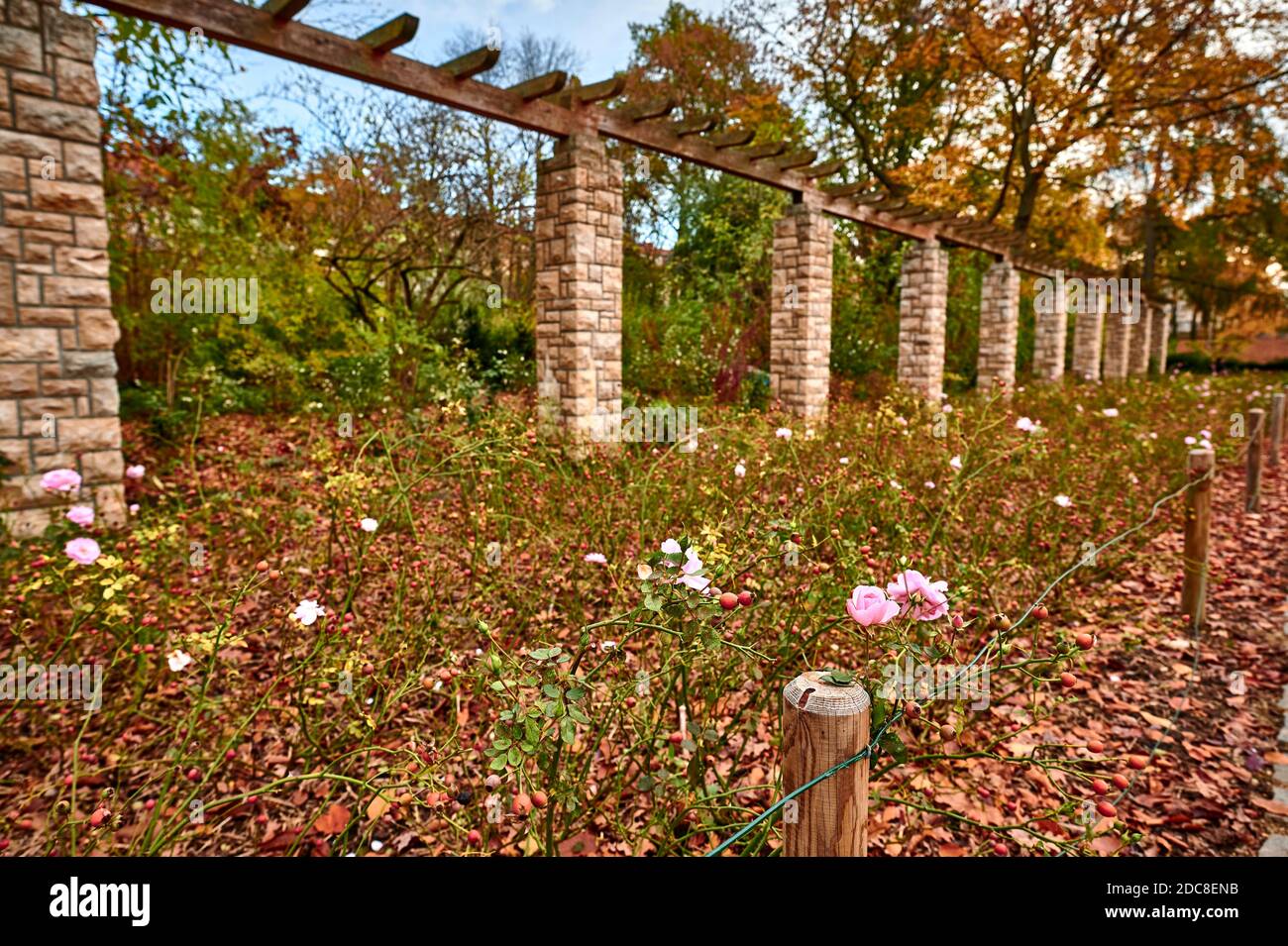 Pink roses between autumn leaves in front of stone pillars Stock Photo ...
