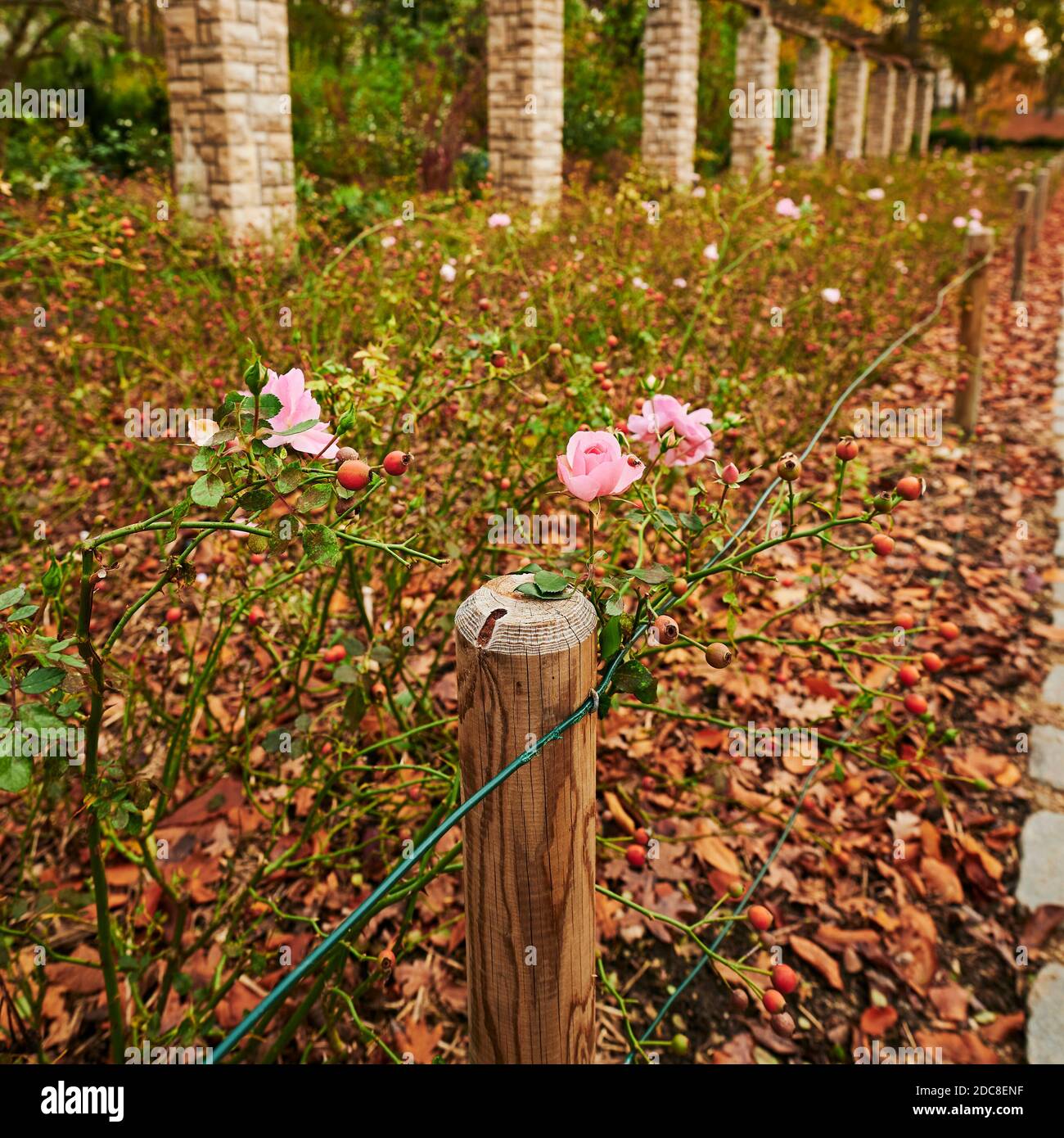 Pink roses between autumn leaves in front of stone pillars Stock Photo ...