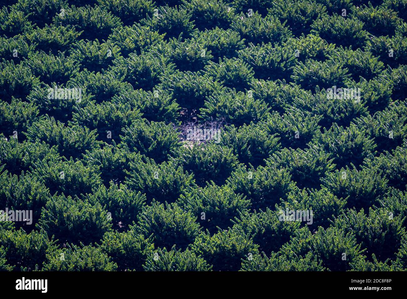 Aerial view of a cultivated field with custard apple trees planted in ...