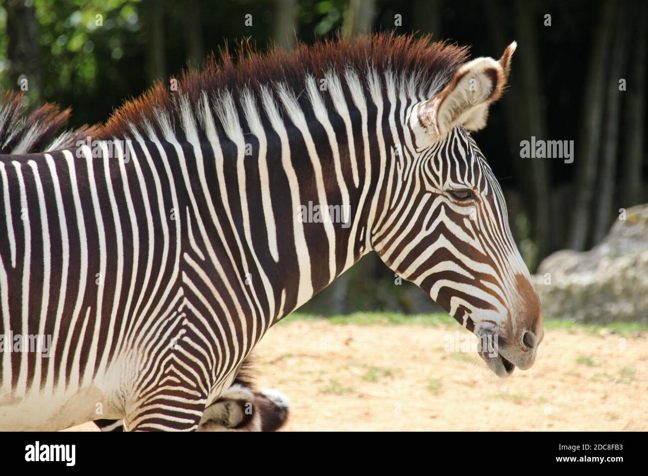 zebra in a zoo in france Stock Photo - Alamy