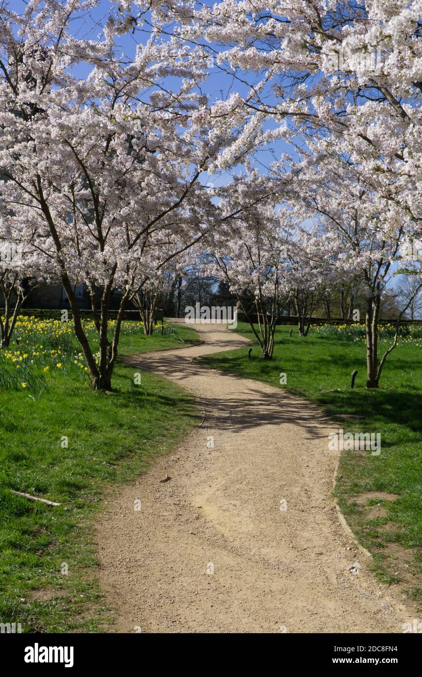 Path throughwhite flowered trees Stock Photo - Alamy