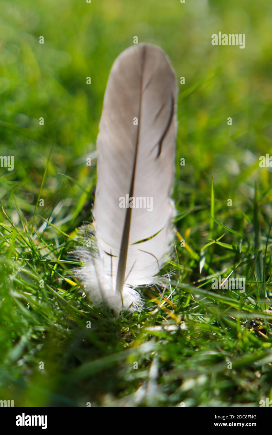 Centered feather hi-res stock photography and images - Alamy