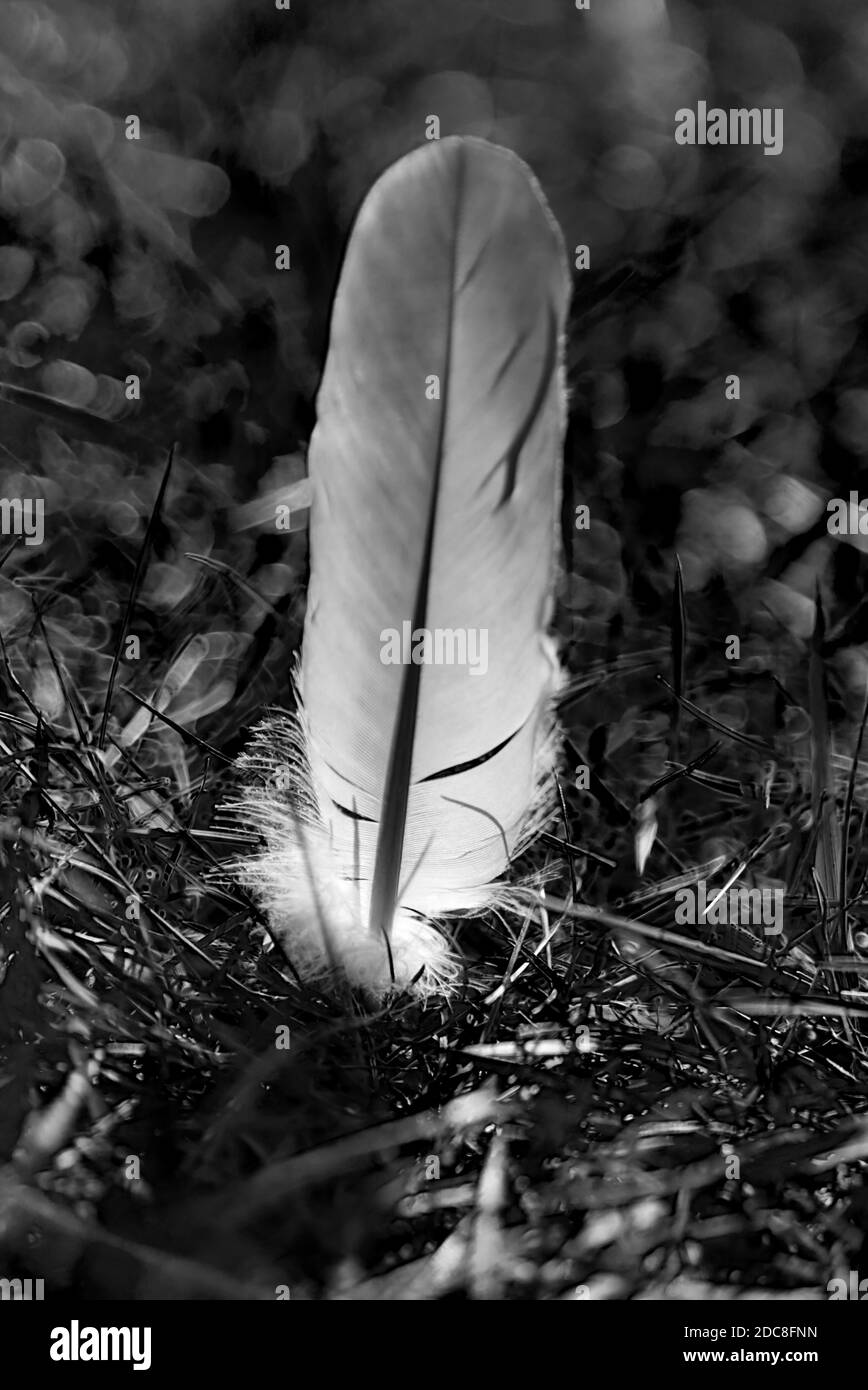Single feather in the grass Stock Photo - Alamy