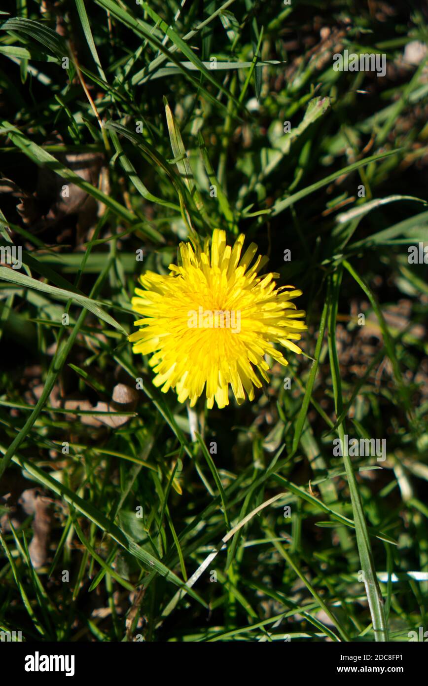 Dandelion centred top view Stock Photo - Alamy