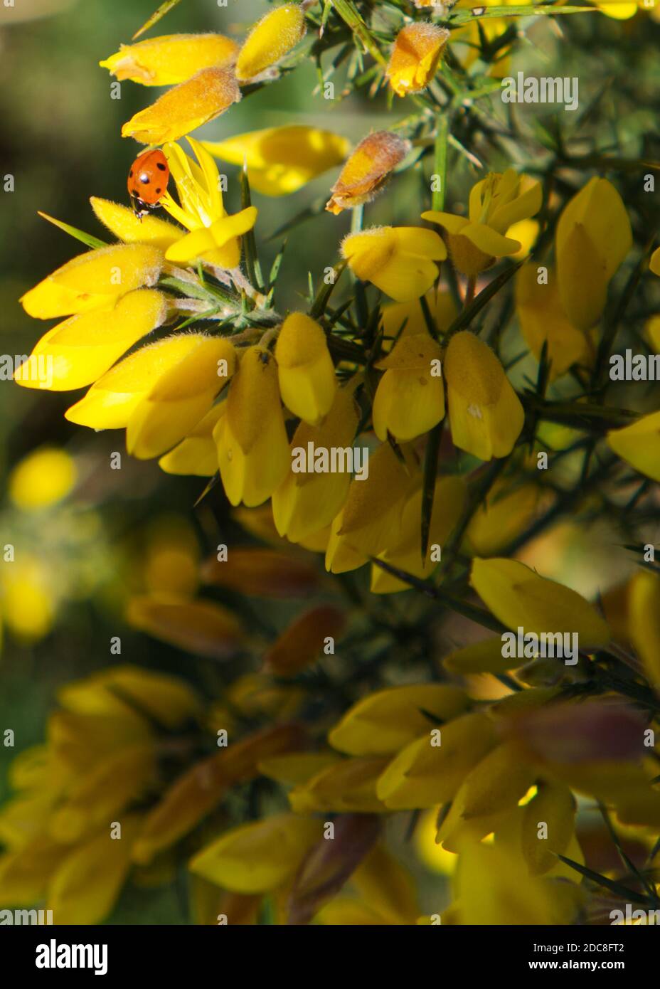 Ladybug Yellow High Resolution Stock Photography and Images - Alamy