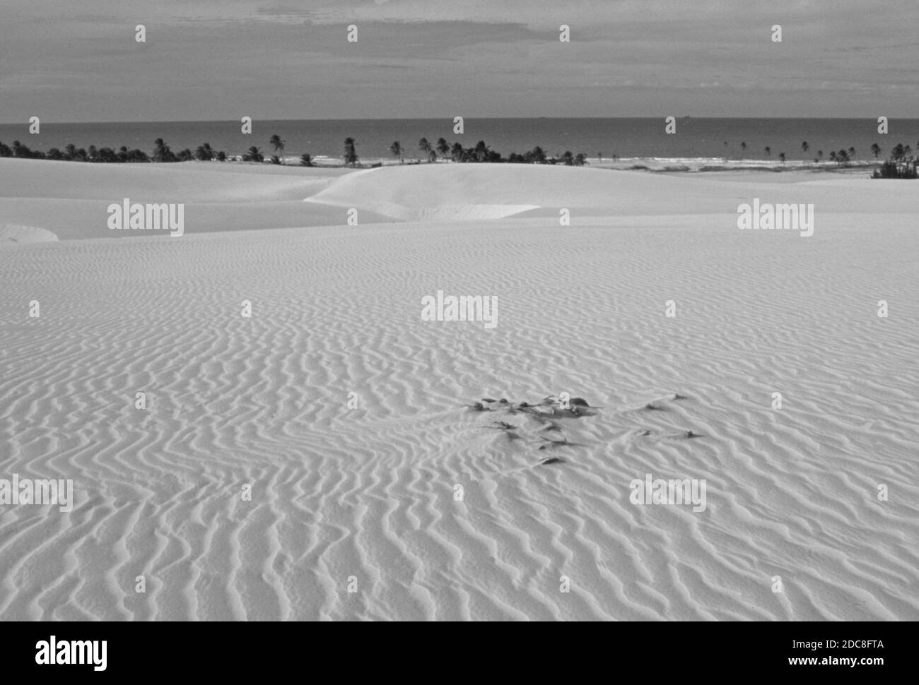 Brazil: the beautifull desert landscape and sand dunes at the coast of ...