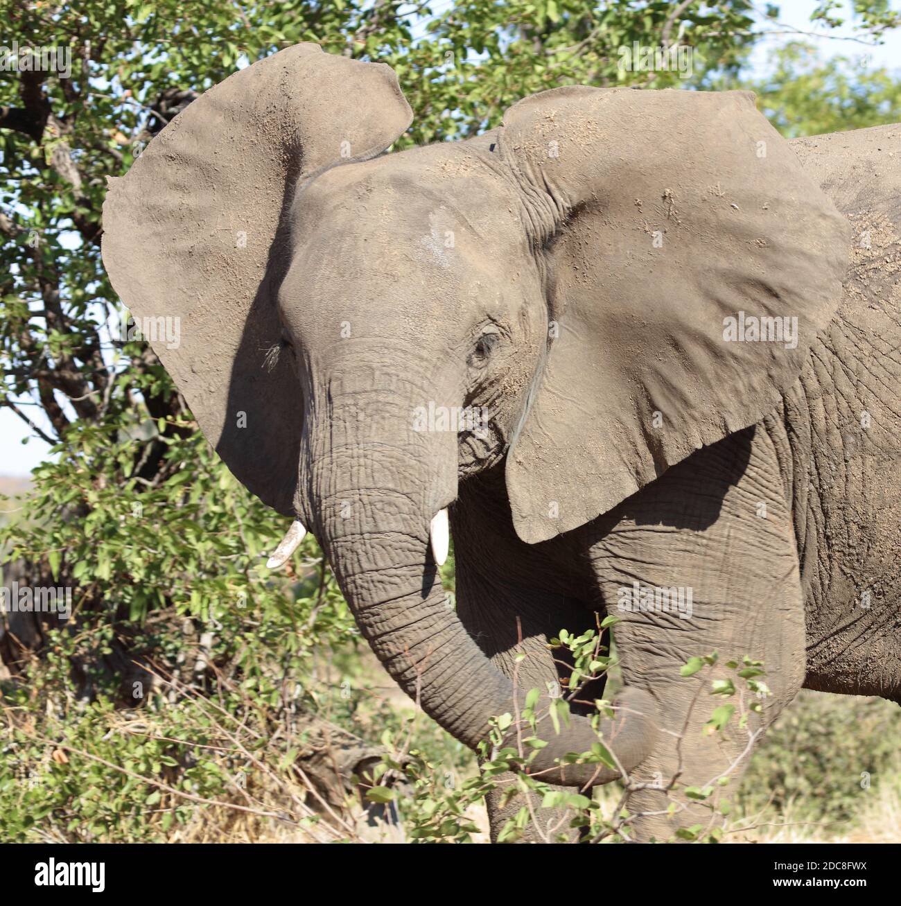 Afrikanischer Elefant / African elephant / Loxodonta africana Stock ...